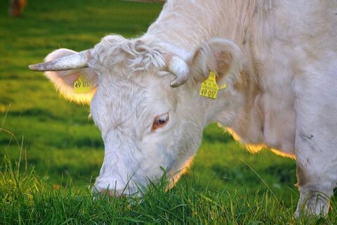 Over 25 Animals that Eat Grass - YouEatPlants.com