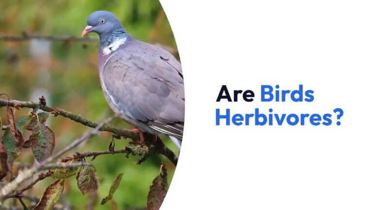 Herbivores - Guide to Plant-Eating Animals