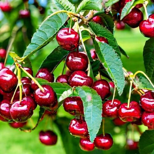 A to Z of Fruit Trees - YouEatPlants.com