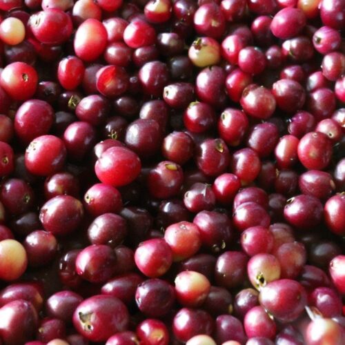 Berries that Start with C - YouEatPlants.com