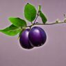 What is a Blue Damson Plum? Learn About The Unique Fruit