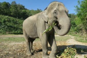 Examples of Herbivore Animals (With Facts!) - YouEatPlants