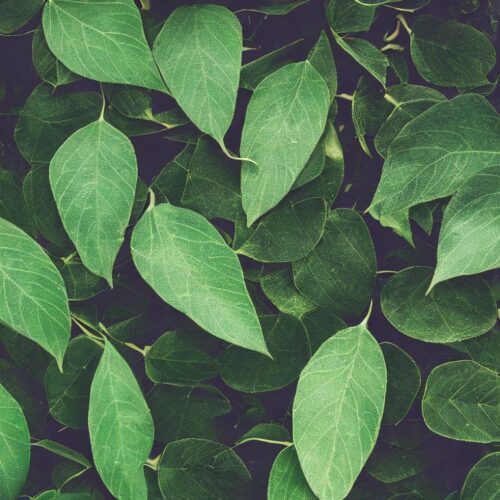 Learn About Folivores - An In-Depth Look - YouEatPlants.com