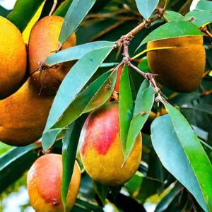 Top 15 Health Benefits of Mangos (Why You Should Eat Them!)