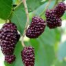 List of Berries A to Z (Names of Berry Fruits)