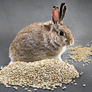 Can Rabbits Eat Sesame Seeds? - YouEatPlants.com