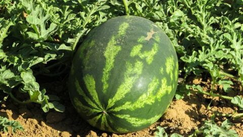 Fruits and Vegetables that Start with X - YouEatPlants.com